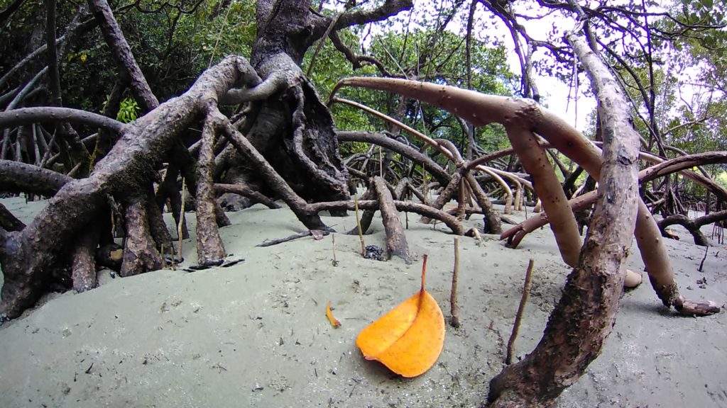 Cooktown and the Daintree Rainforest - RVeeThereYet